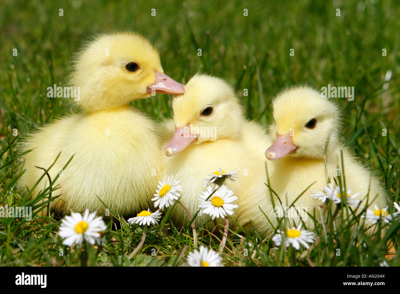 Dinky ente -Fotos und -Bildmaterial in hoher Auflösung – Alamy