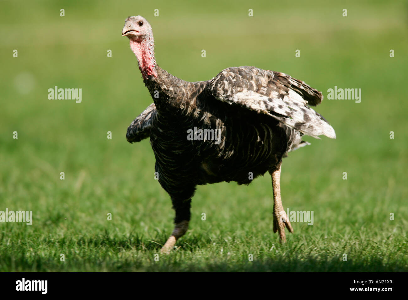 Domestica Haustruthuhn Truthahn Stockfotos und -bilder Kaufen - Alamy