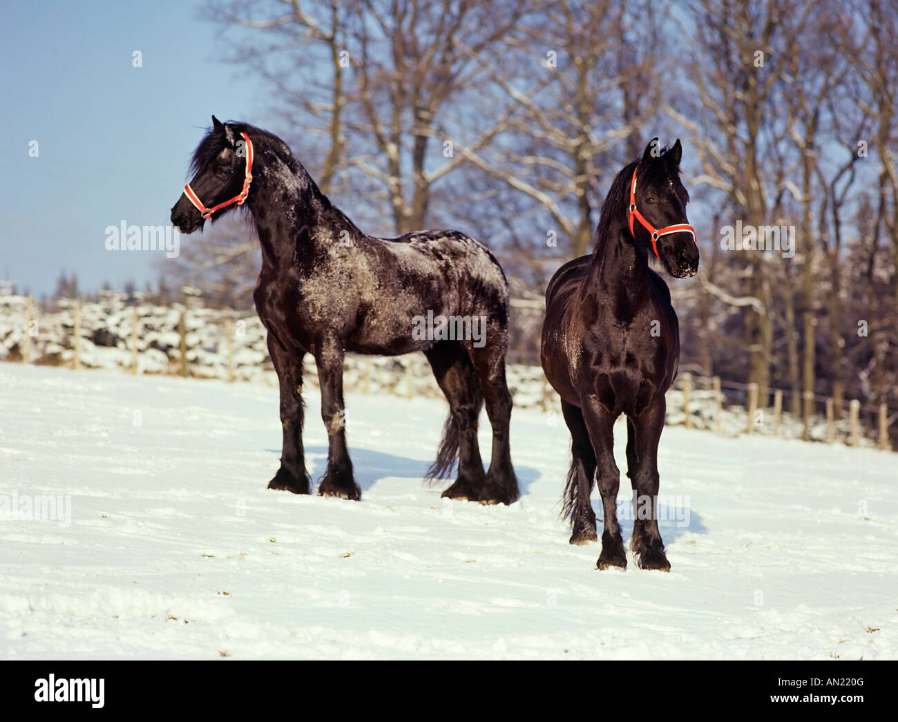 Friesen pferd -Fotos und -Bildmaterial in hoher Auflösung – Alamy