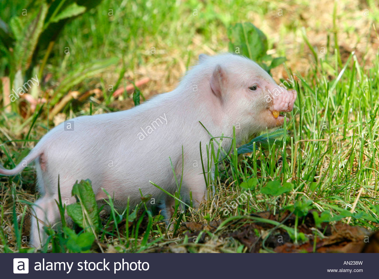 Minischwein Zwergschwein Miniatur Schwein Mini Pig Hausschwein ...