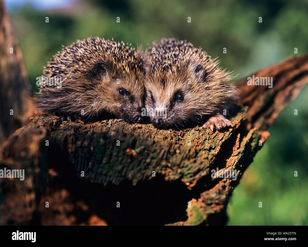 Junge Igel Erinaceus Europaeus junge europäische Hedhogs Stockfotografie - Alamy