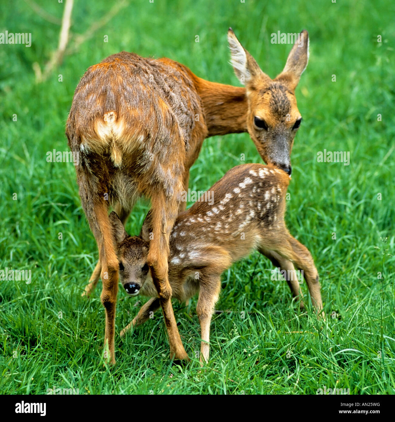 Ricke mit kitz -Fotos und -Bildmaterial in hoher Auflösung – Alamy