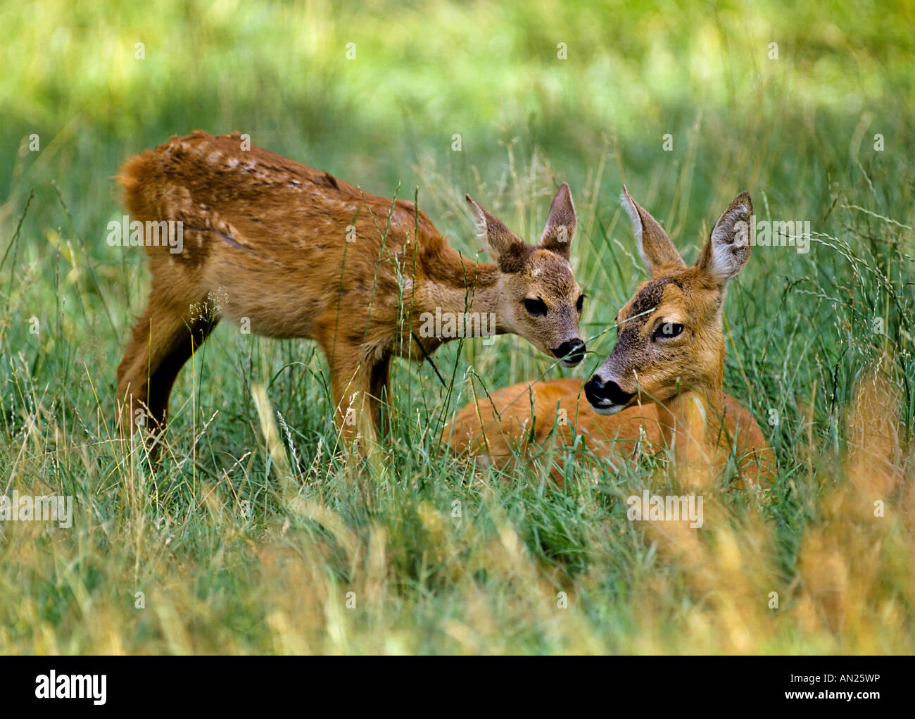 Rehe Ricke Und Kitz Capreolus Capreolus Reh und Kitz Stockfotografie ...