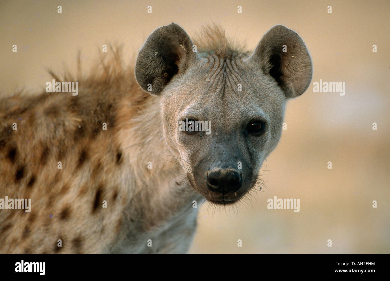 Hyena spotted hyena crocuta crocuta hyaene hyaenen hyenas -Fotos und ...