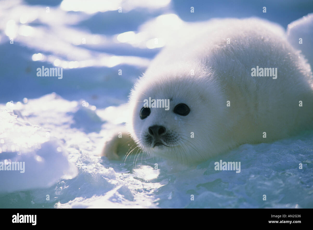 Liegende harfe -Fotos und -Bildmaterial in hoher Auflösung – Alamy