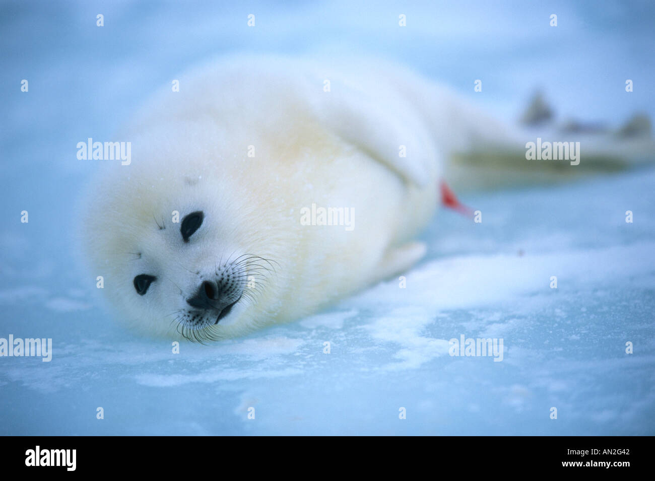 Liegende harfe -Fotos und -Bildmaterial in hoher Auflösung – Alamy