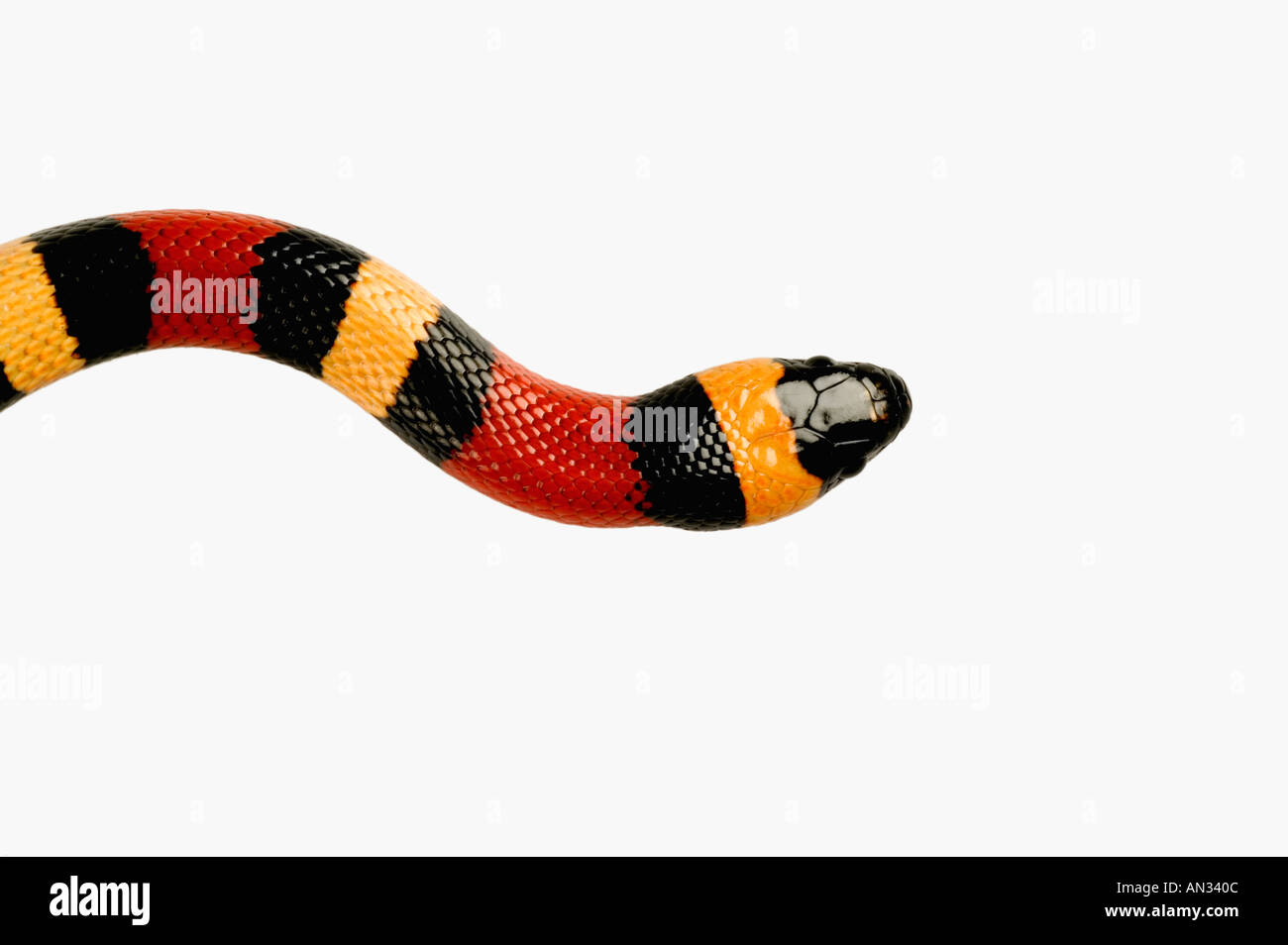 Pueblan milchsnake -Fotos und -Bildmaterial in hoher Auflösung – Alamy