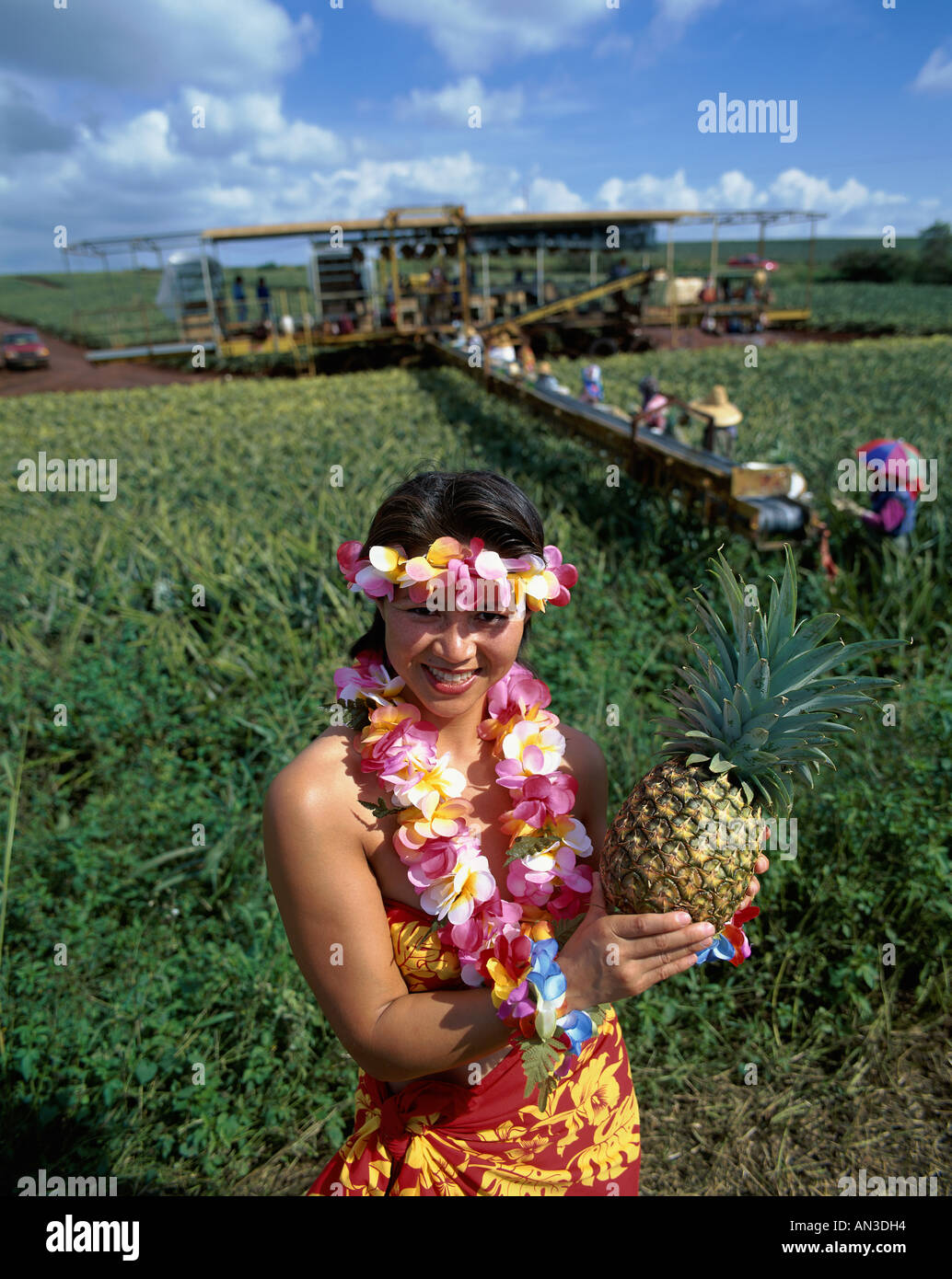 Dole ananas plantage Stockfotos und -bilder Kaufen - Alamy