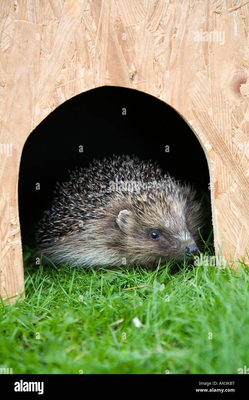 Igel mit haus -Fotos und -Bildmaterial in hoher Auflösung – Alamy