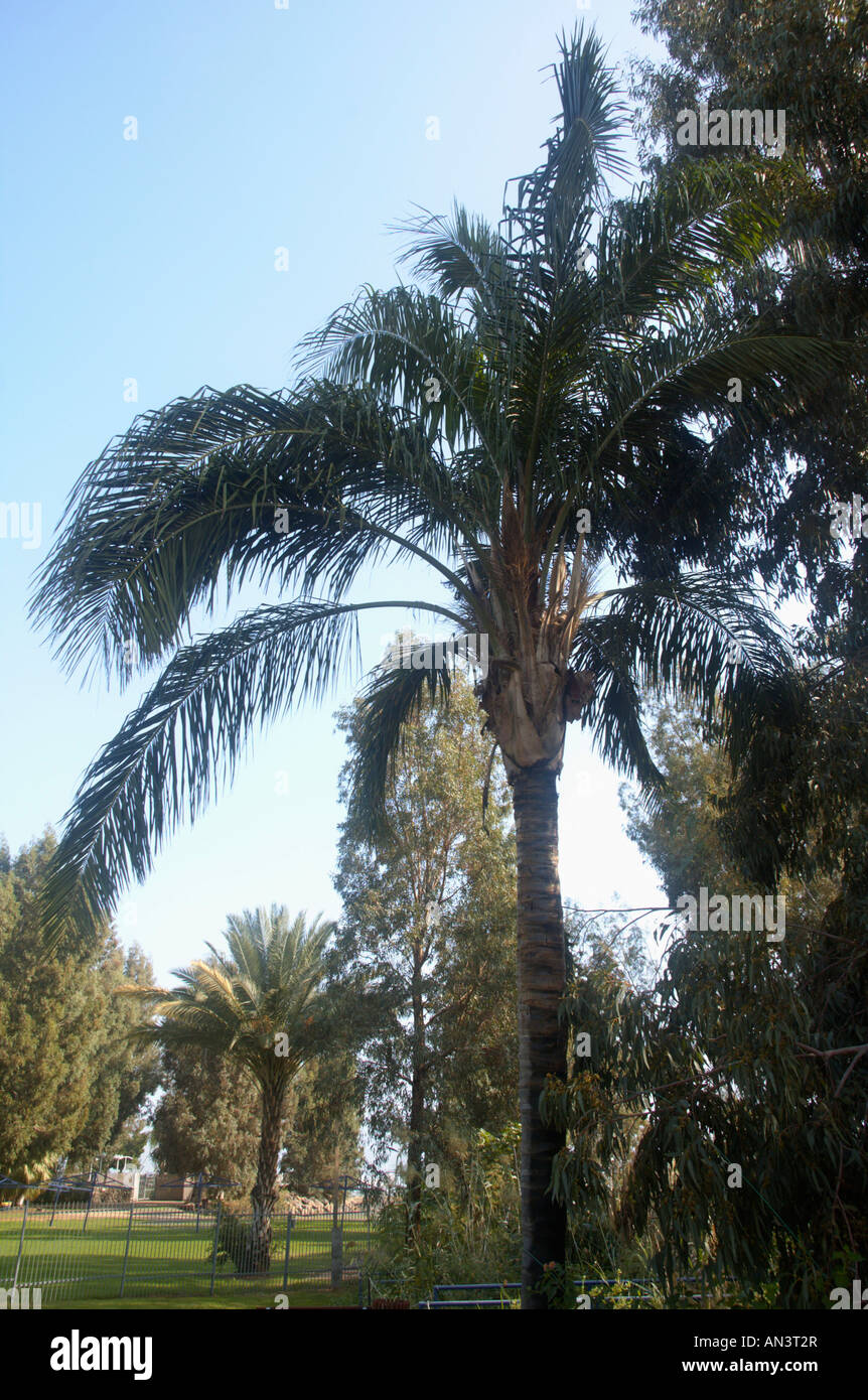 Syagrus Romanzoffiana Queen Palm AKA Cocos plumosa Stockfotografie - Alamy