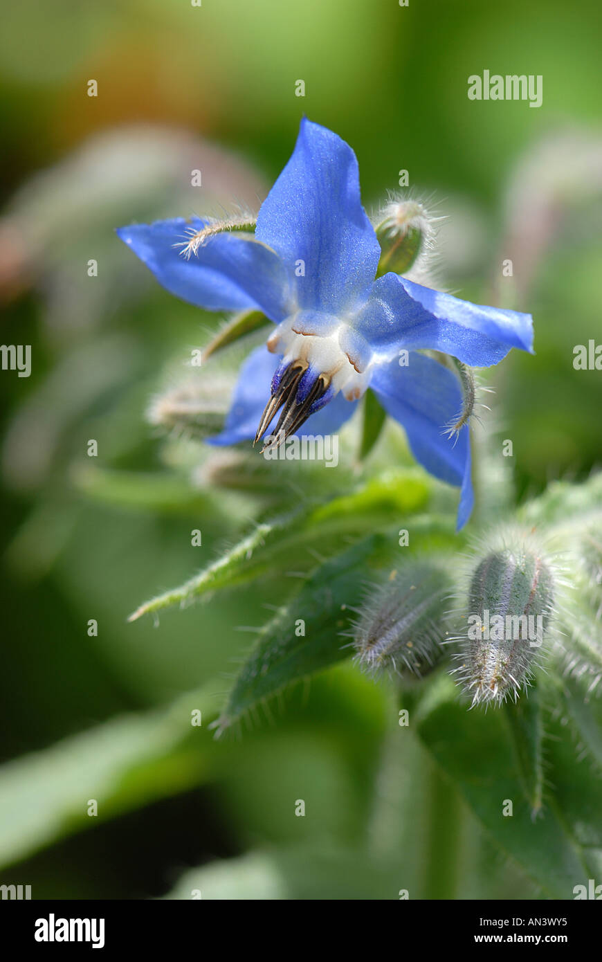 Wildblumen borretsch familie boraginaceae -Fotos und -Bildmaterial in ...