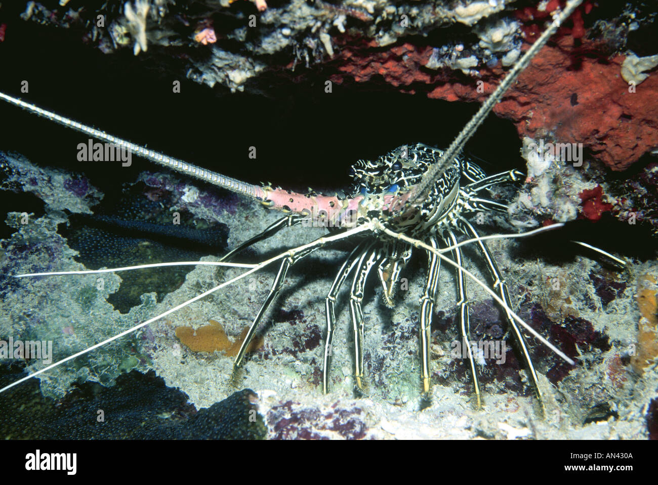 Bemalte Krebse, Panulirus versicolor. Juvenile. Auch bekannt als ...
