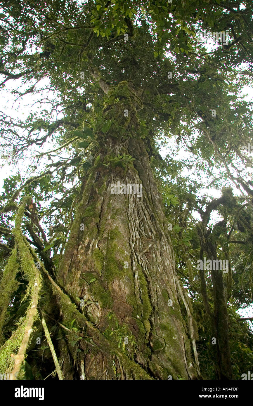 Mahagoni baum -Fotos und -Bildmaterial in hoher Auflösung – Alamy