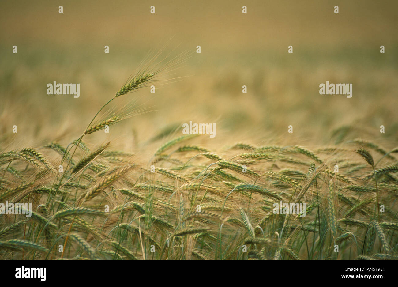 Leiter der Weizen in einem Feld im Wind Algarve Portugal EU Europa ...