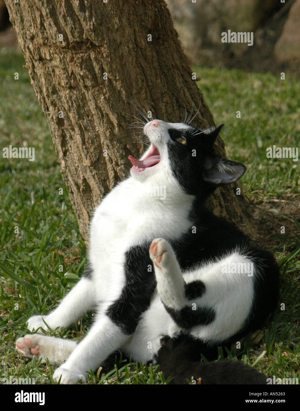 Die lachende katze -Fotos und -Bildmaterial in hoher Auflösung – Alamy