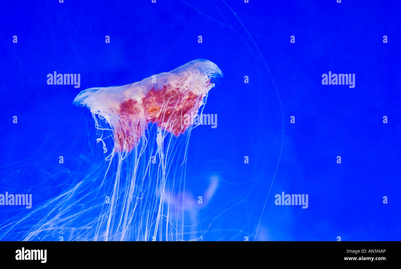 Nachlaufende tentakeln -Fotos und -Bildmaterial in hoher Auflösung – Alamy