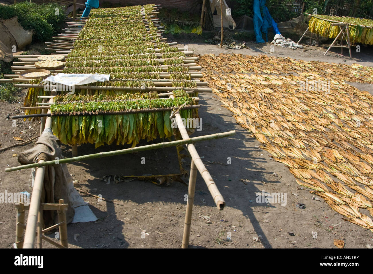 Verarbeitung von tabak -Fotos und -Bildmaterial in hoher Auflösung – Alamy