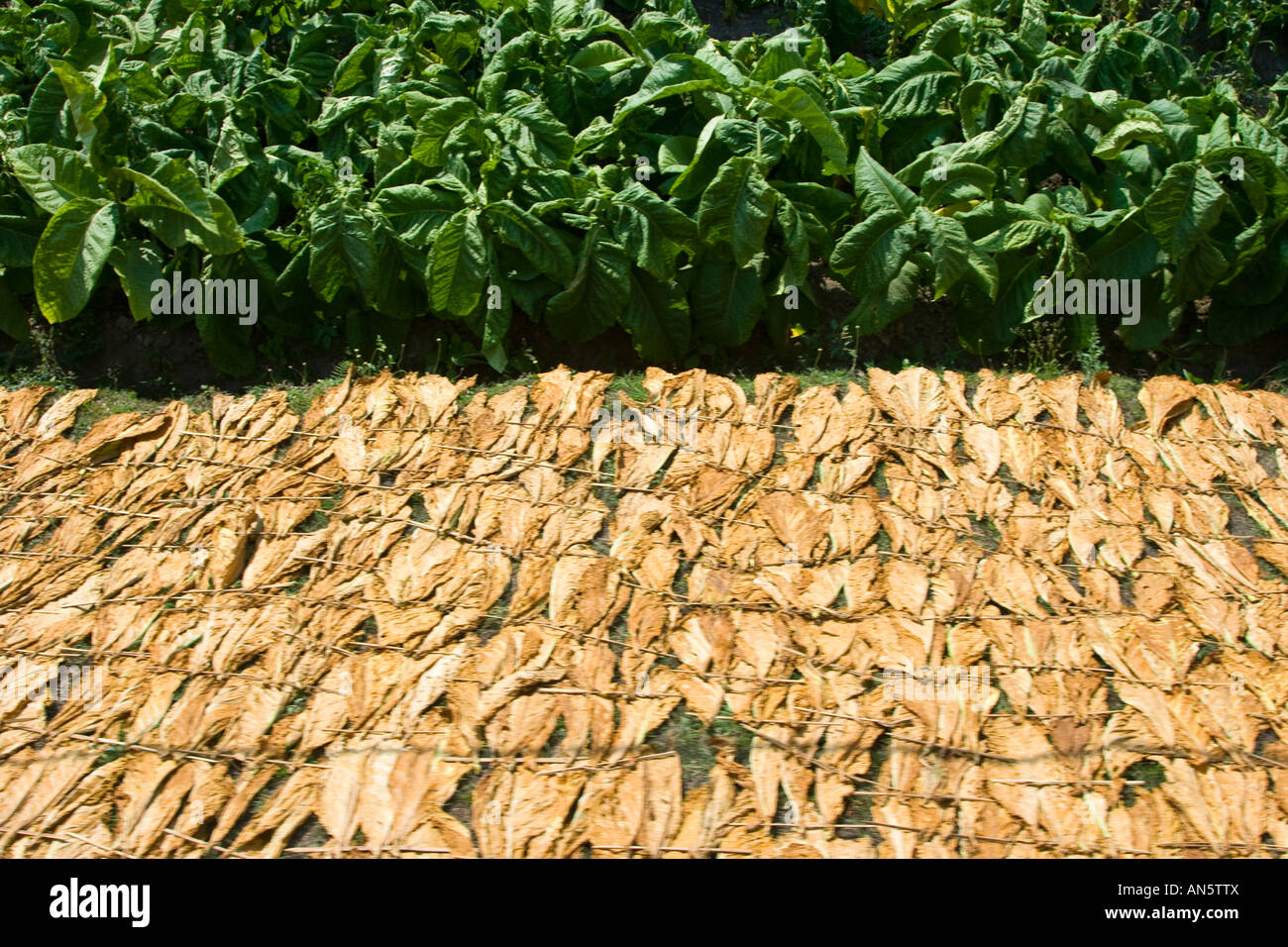 Verarbeitung von tabak -Fotos und -Bildmaterial in hoher Auflösung – Alamy
