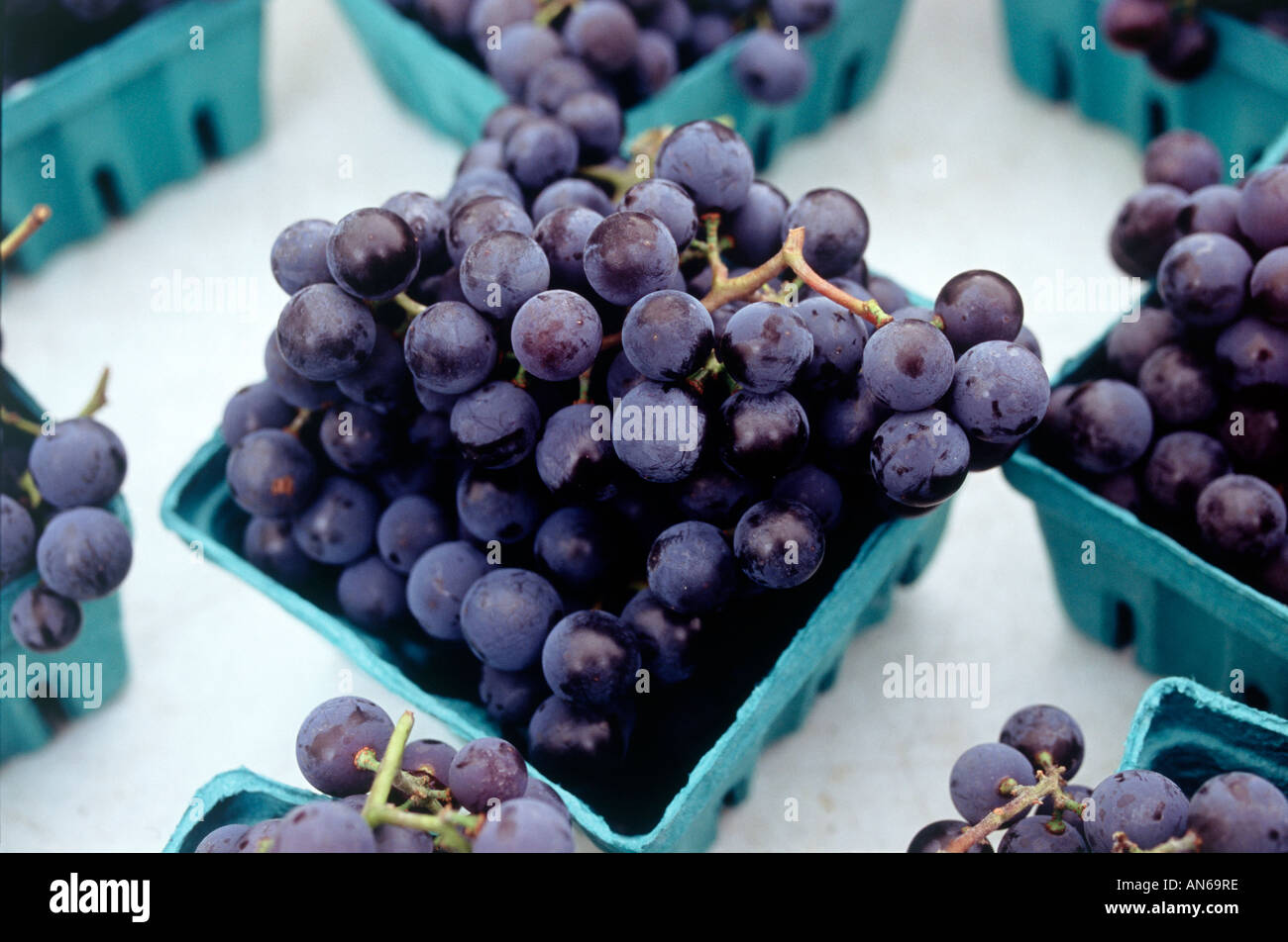 Fox and grapes -Fotos und -Bildmaterial in hoher Auflösung – Alamy