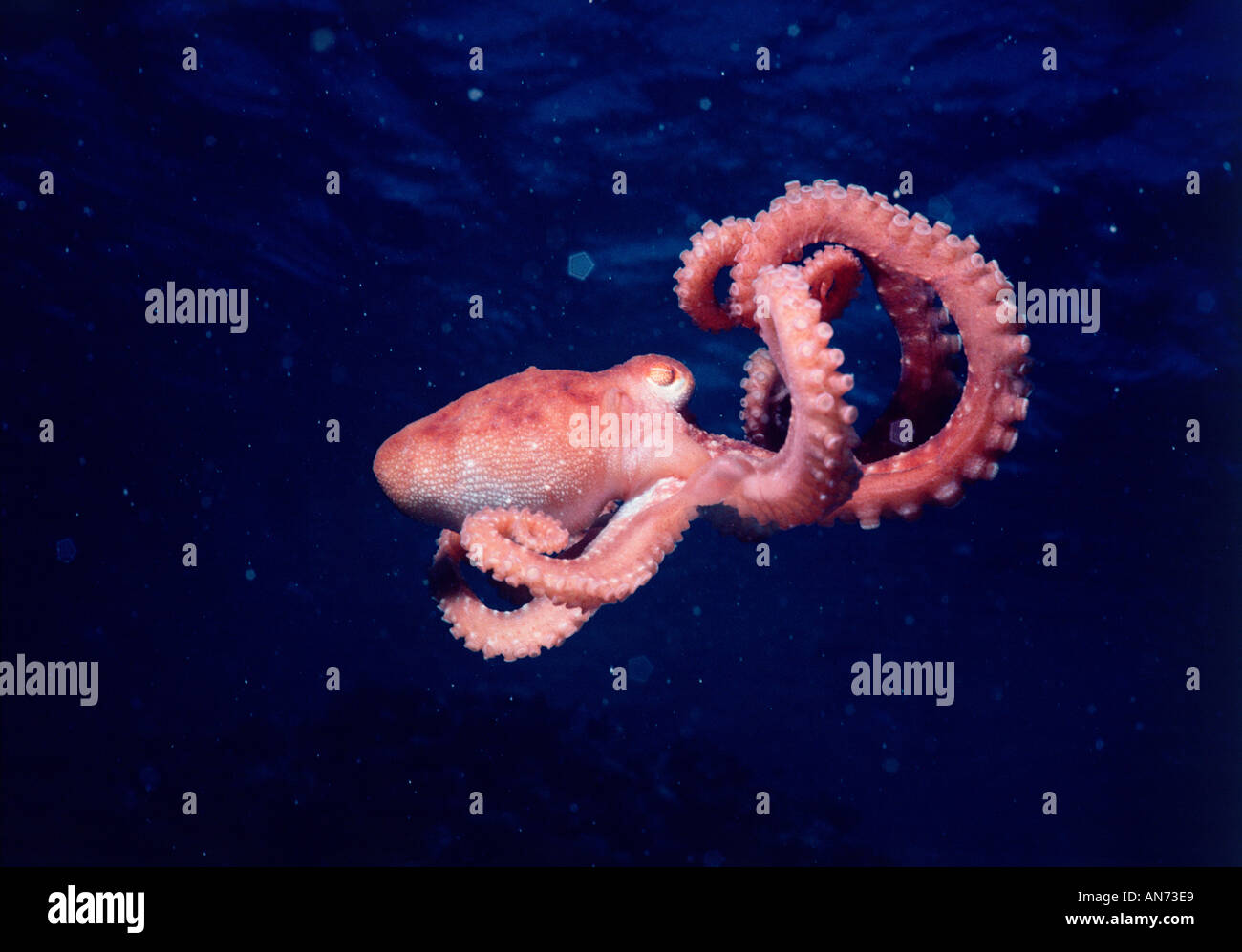 Acht lange tentakel -Fotos und -Bildmaterial in hoher Auflösung – Alamy