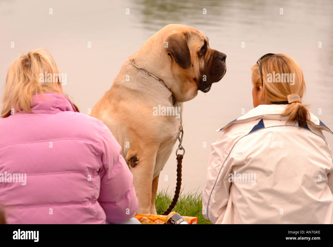 Der mastiff -Fotos und -Bildmaterial in hoher Auflösung – Alamy