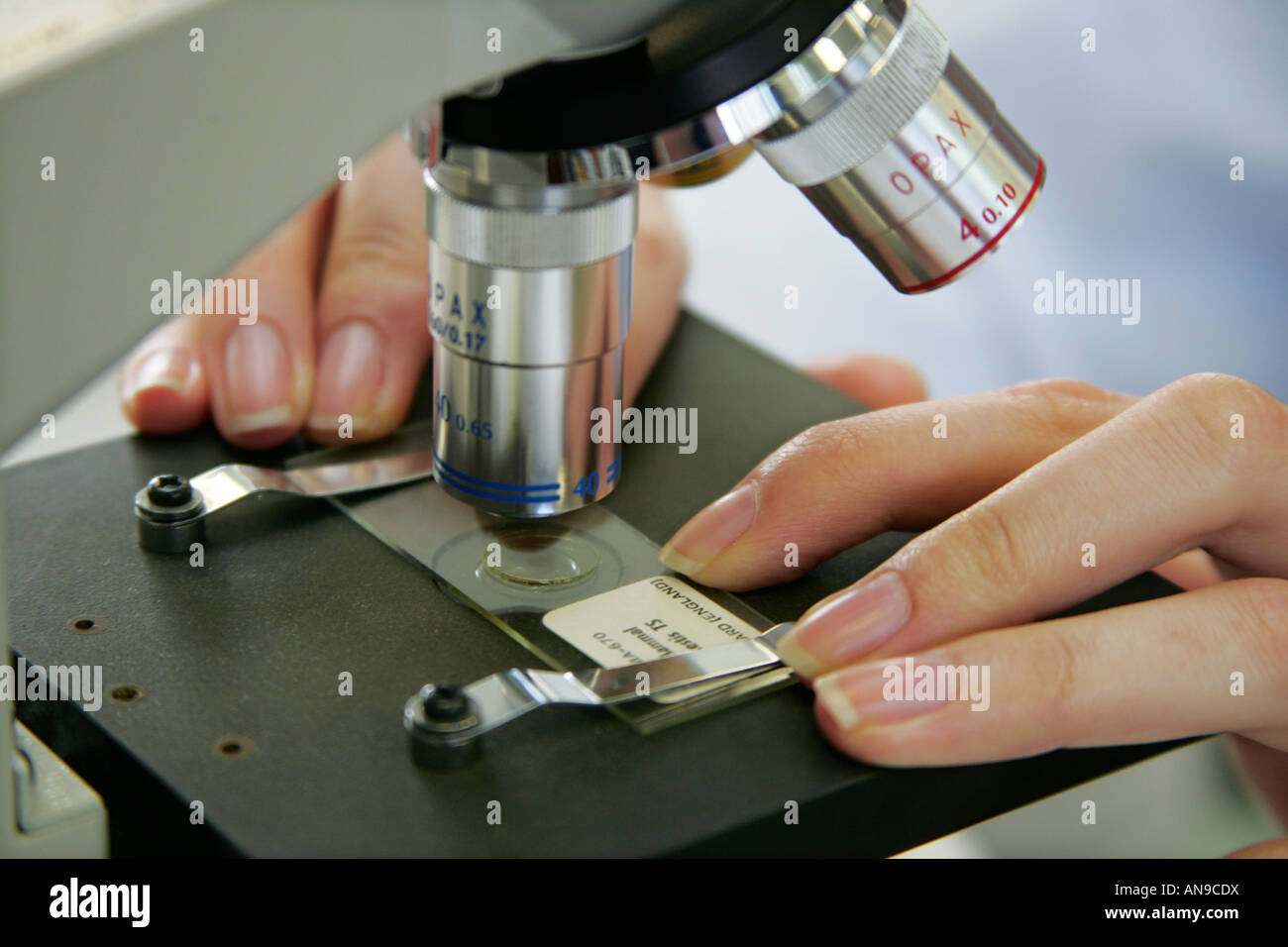 Eine Dia-Probe unter dem Mikroskop untersuchen Stockfotografie - Alamy