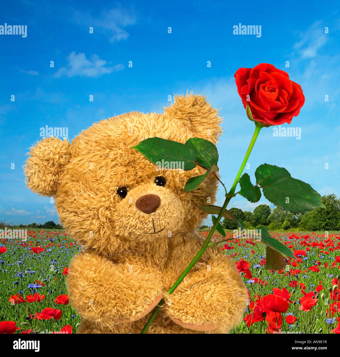 Teddy bear red rose -Fotos und -Bildmaterial in hoher Auflösung - Seite ...