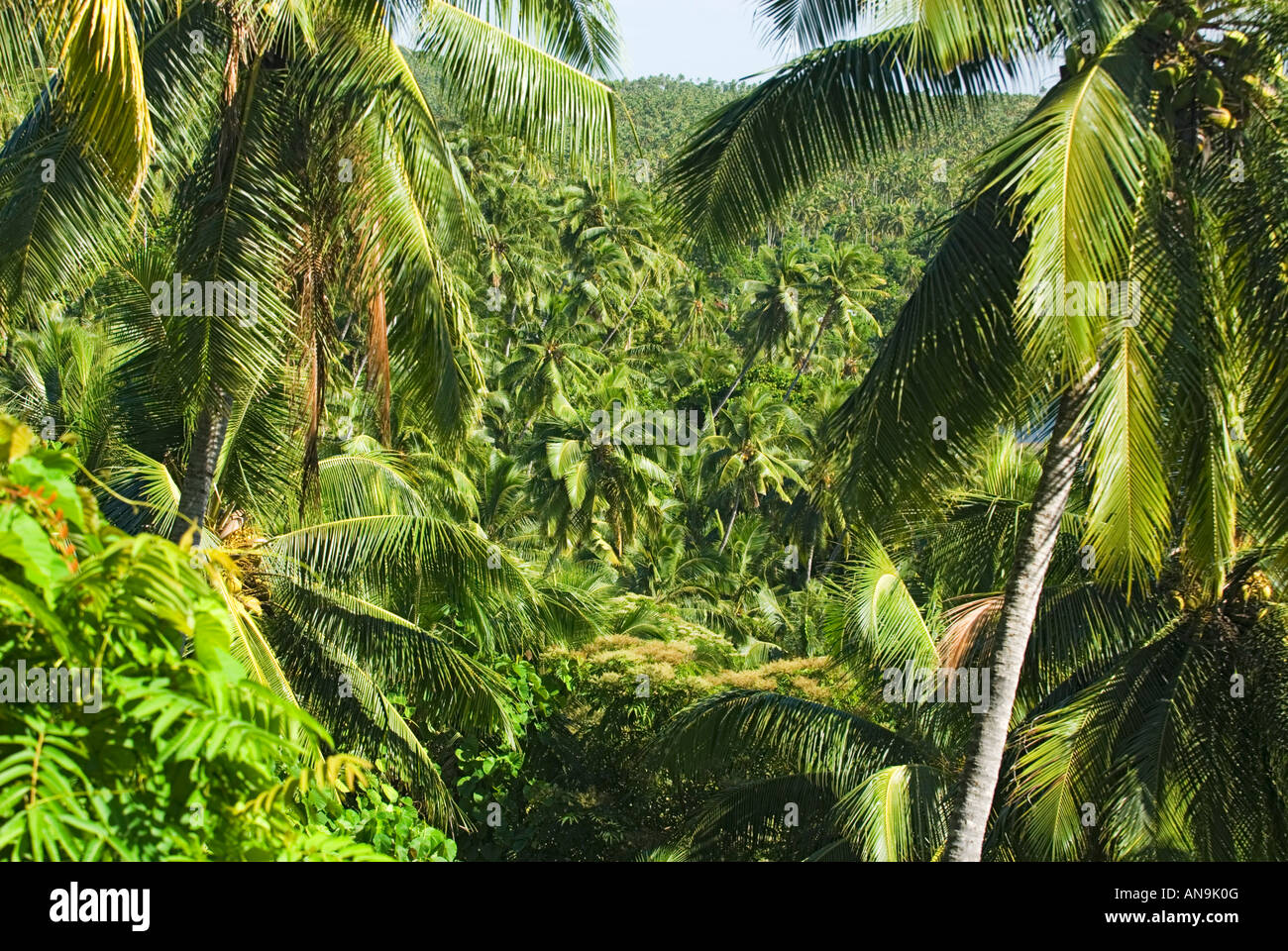 SAMOA UPOLU NE Nord-Ost Nordost Nord Ost in der Nähe von Apia, Uafato ...