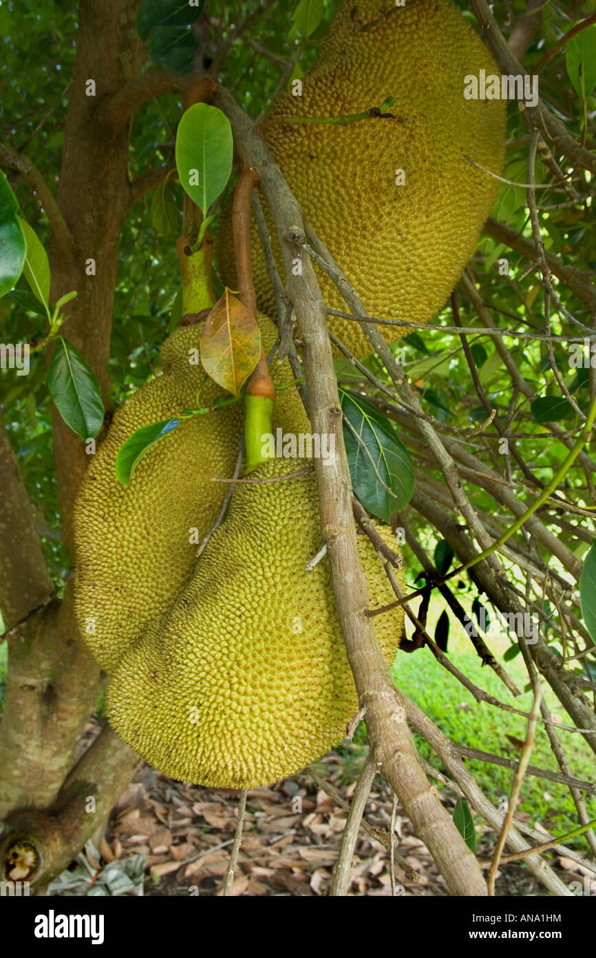 Jak Frucht Stockfotos und -bilder Kaufen - Alamy