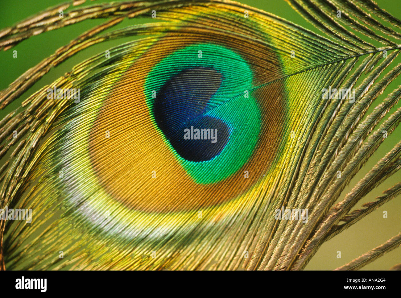 Nahaufnahme der Pfauenfeder Stockfotografie - Alamy