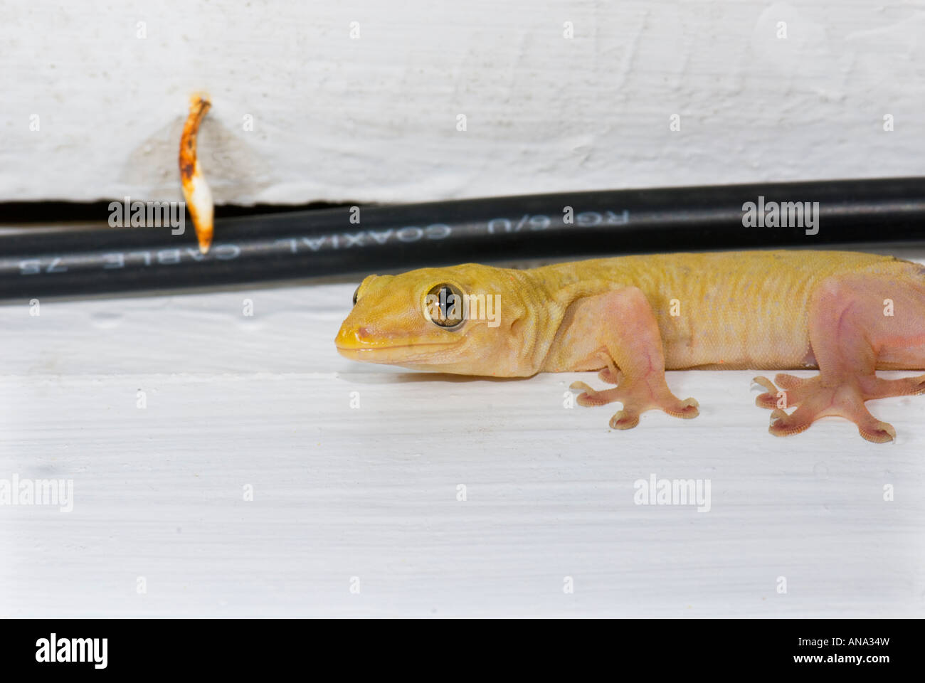 Symbol exotische expedition reise wild wildli -Fotos und -Bildmaterial ...