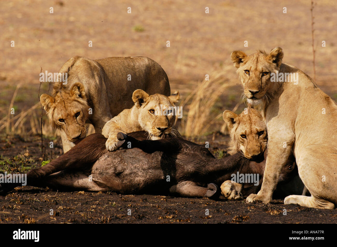 Stolz der Löwen auf Gas ein Büffel durch Ersticken der Luftröhre ...
