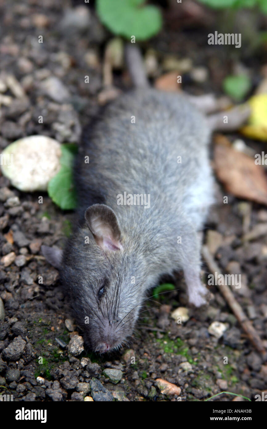 tote Ratte liegend am Boden in einem Garten Worcestershire UK ...