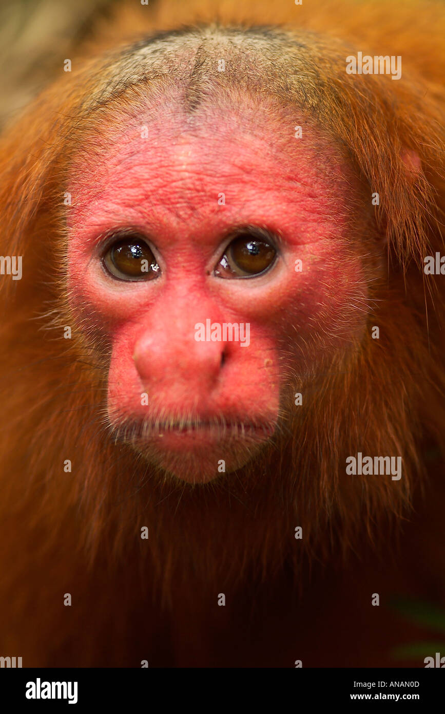 ROT oder GLATZKÖPFIGEN UAKARI Affen Stockfotografie - Alamy