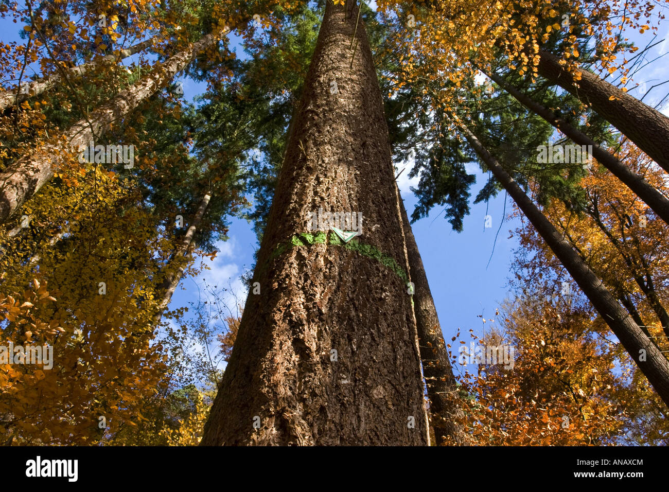 Douglas Fir Tree Trunks Stockfotos & Douglas Fir Tree Trunks Bilder - Alamy