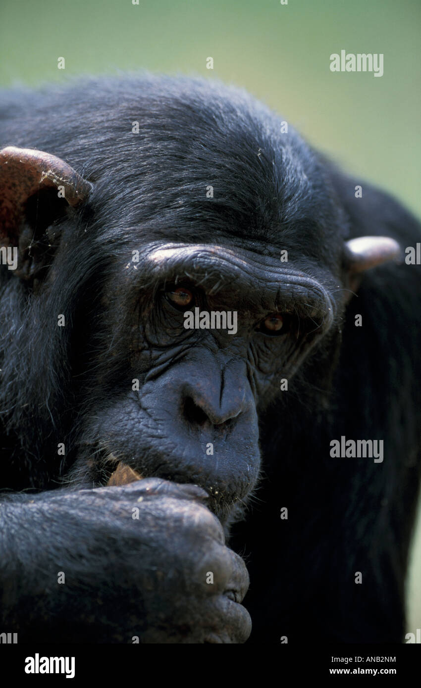 Schimpansen bilder -Fotos und -Bildmaterial in hoher Auflösung – Alamy