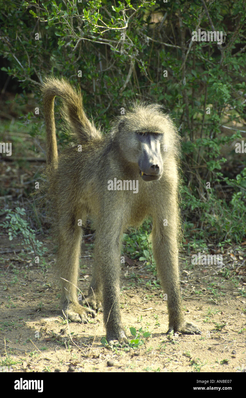 Clasificación de pistas -Fotos und -Bildmaterial in hoher Auflösung – Alamy