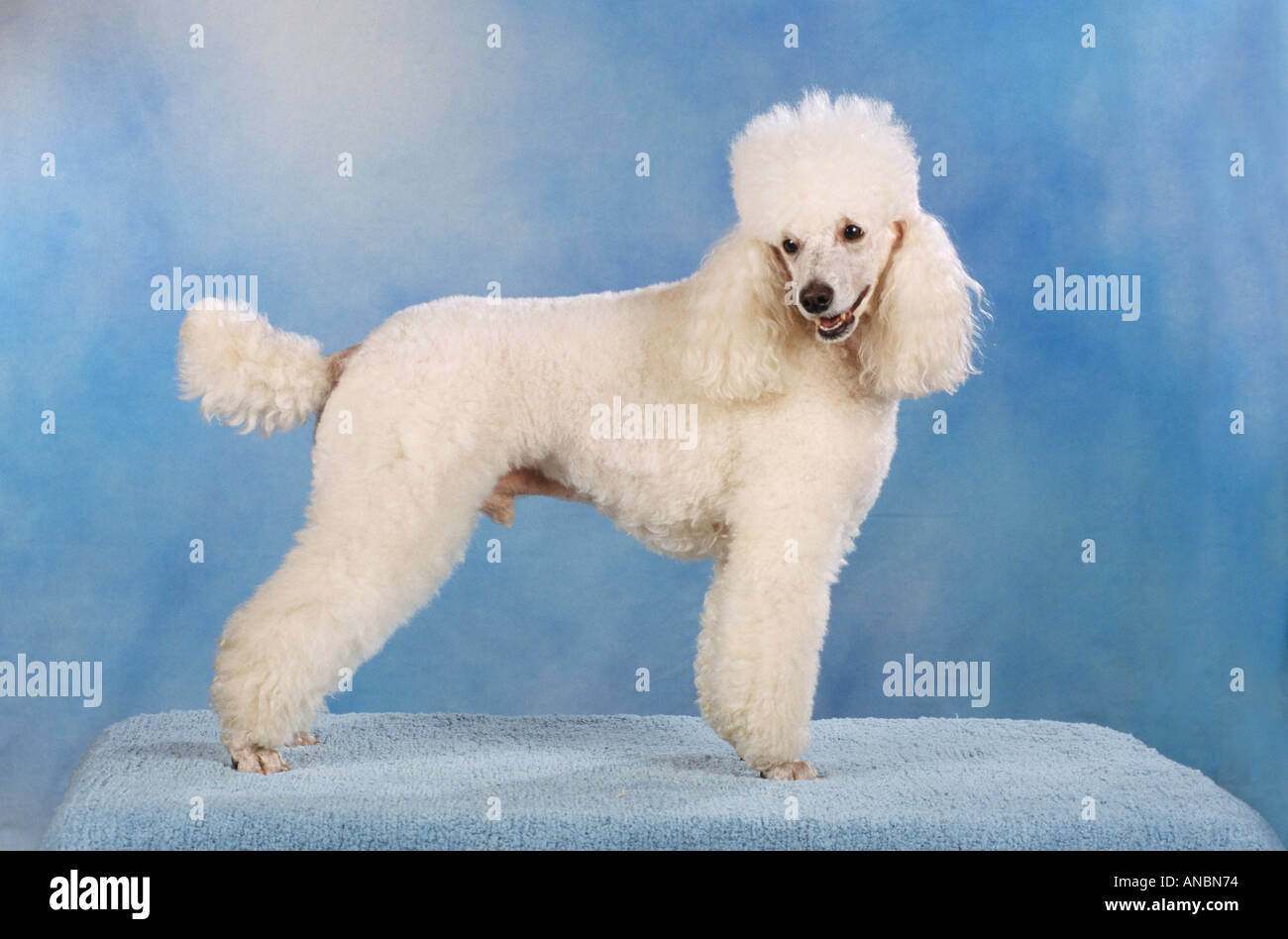 Weißer pudel -Fotos und -Bildmaterial in hoher Auflösung – Alamy