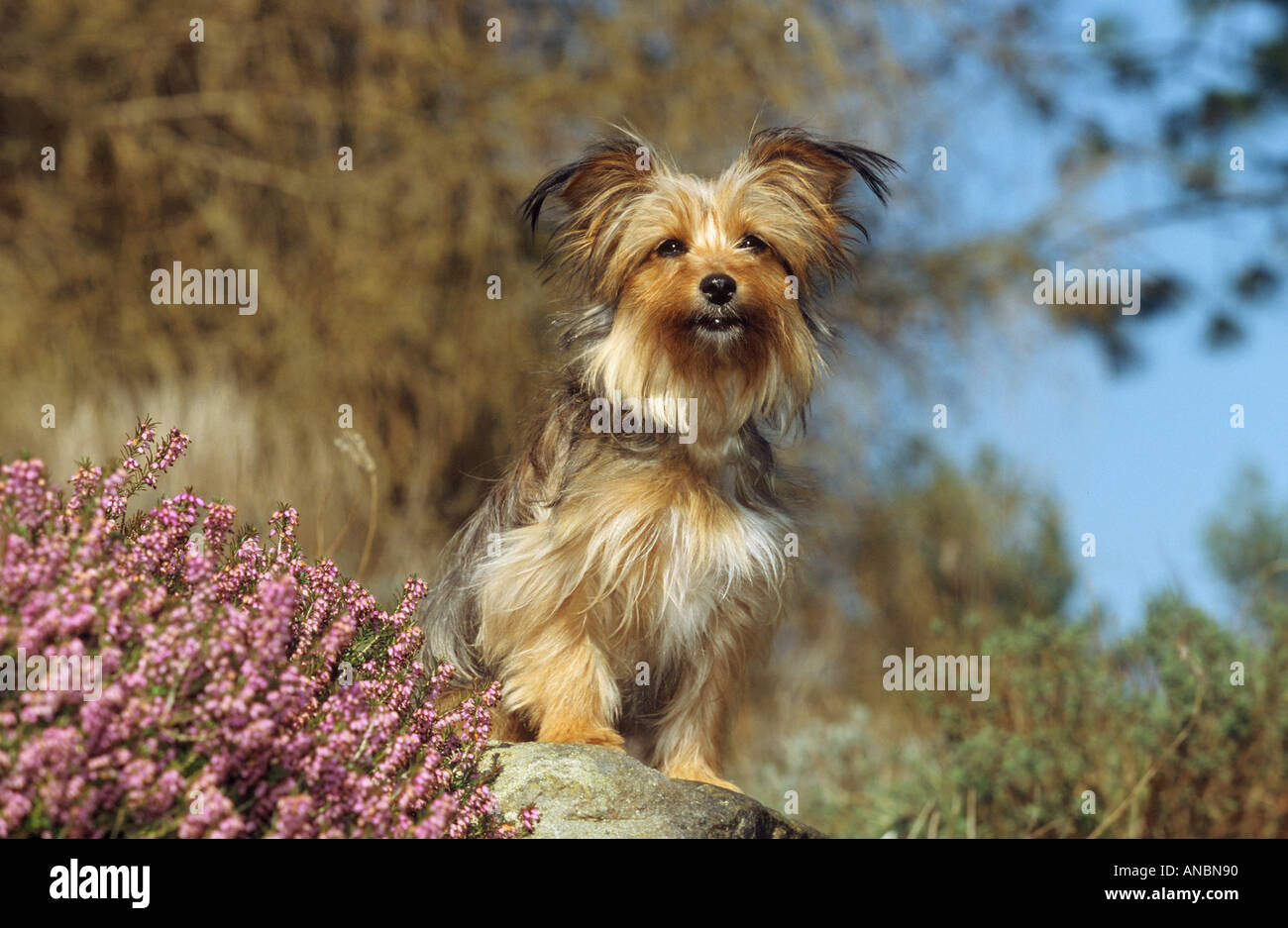 Halber stein -Fotos und -Bildmaterial in hoher Auflösung – Alamy