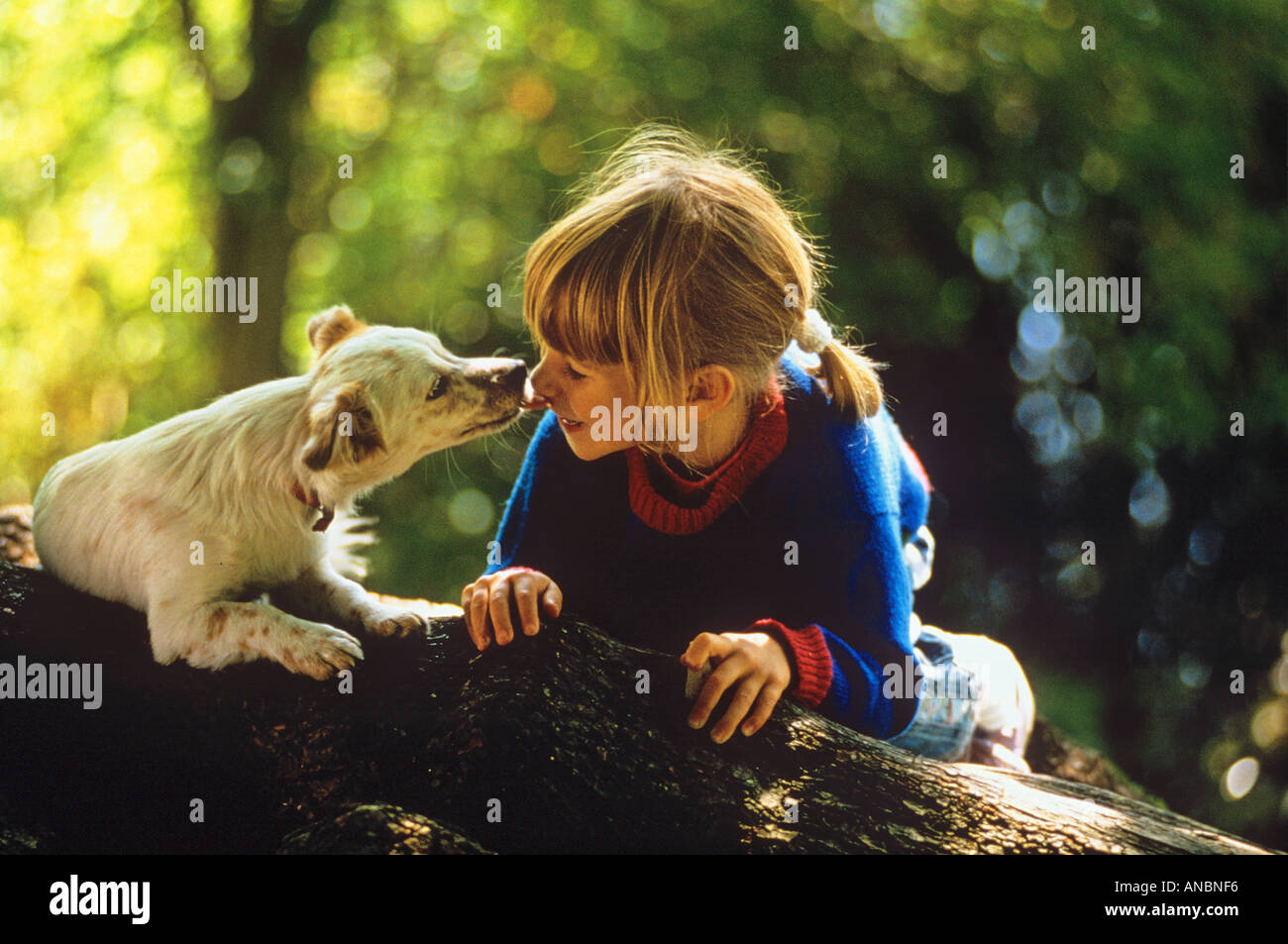 Hund hunde leckt gesicht -Fotos und -Bildmaterial in hoher Auflösung ...