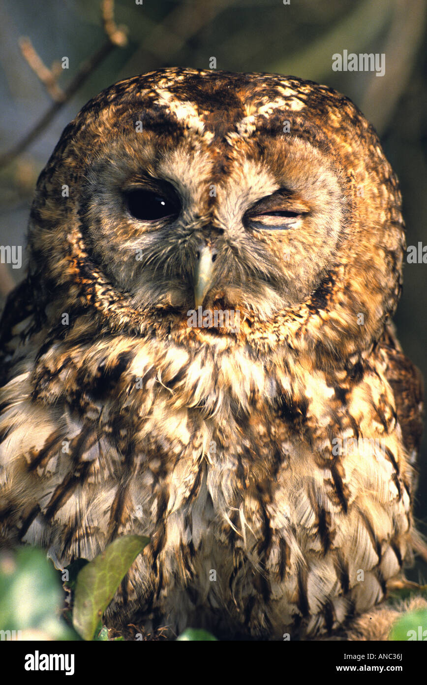 Zwinkernde eule -Fotos und -Bildmaterial in hoher Auflösung – Alamy