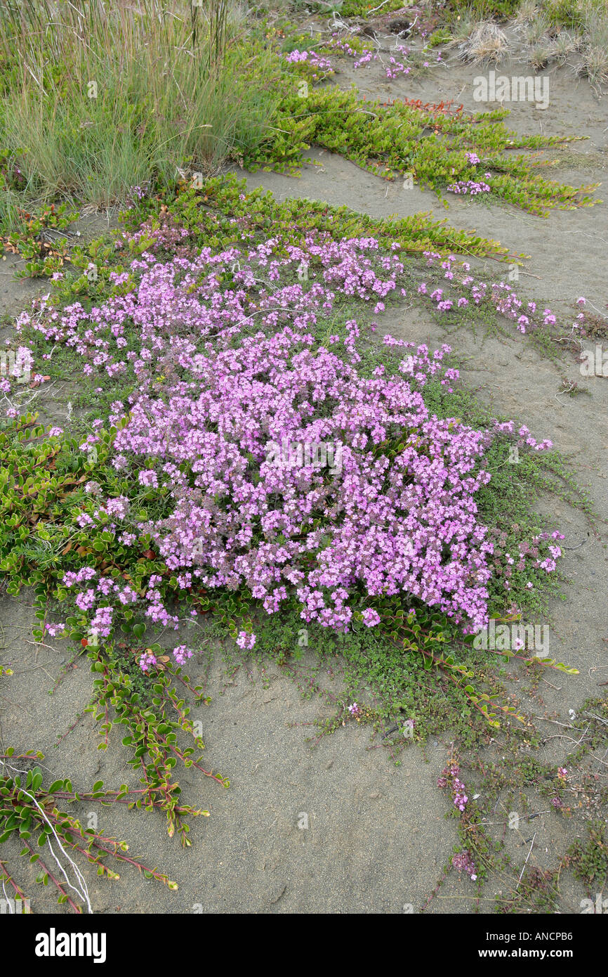 Thymus praecox ssp arcticus -Fotos und -Bildmaterial in hoher Auflösung ...