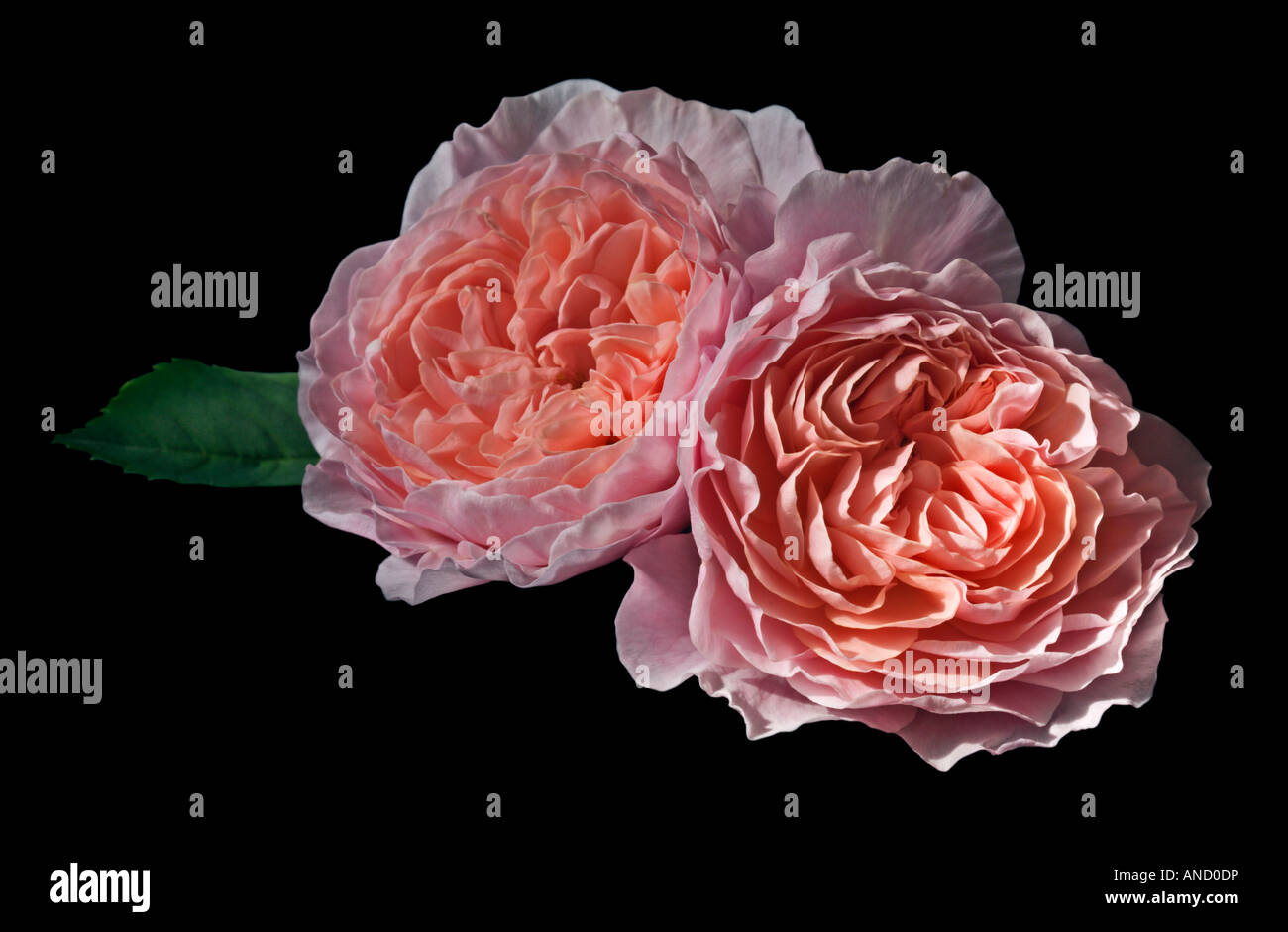 Altmodische rosen -Fotos und -Bildmaterial in hoher Auflösung – Alamy