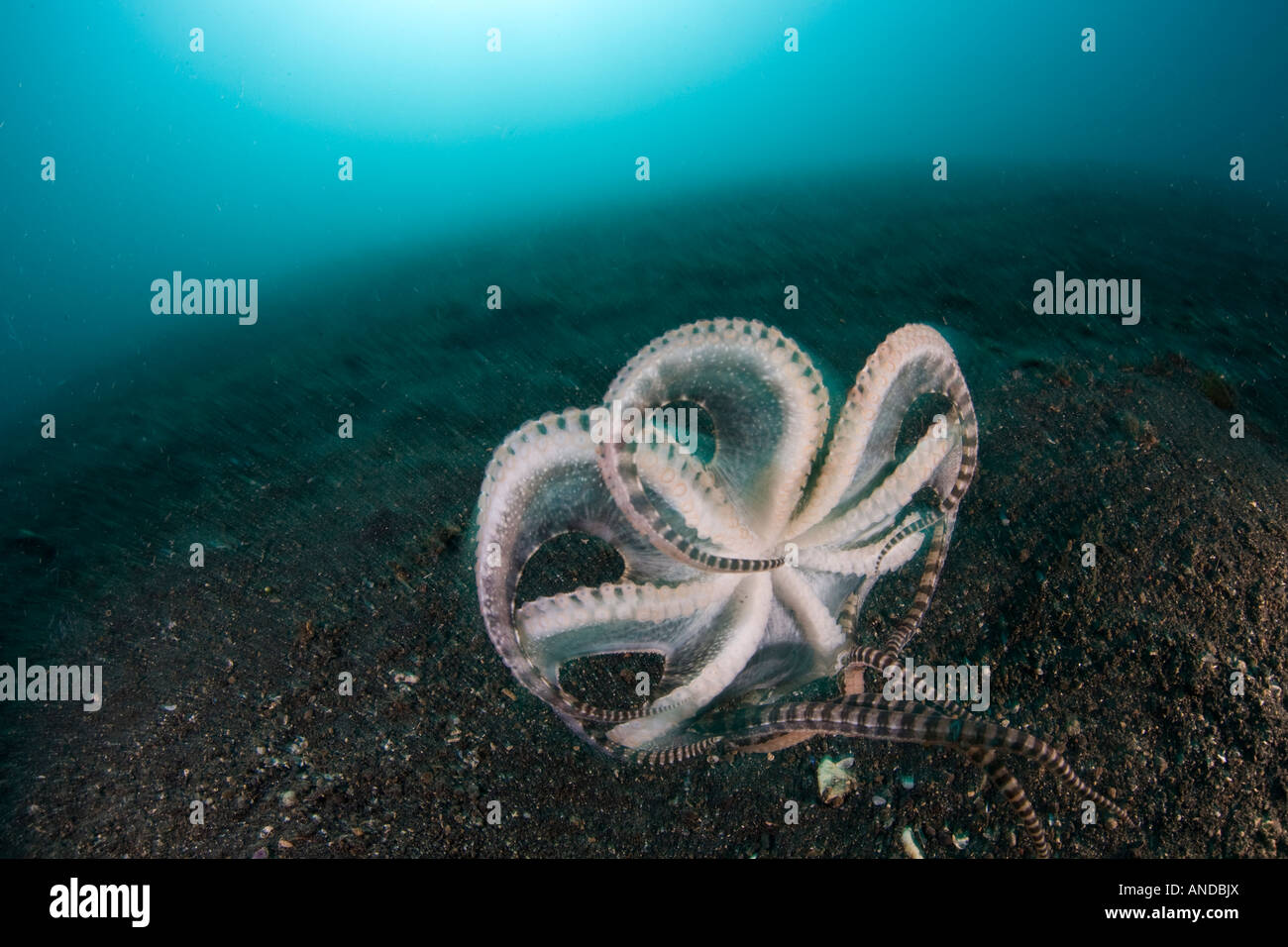Mimic octopus (sulawesi) -Fotos und -Bildmaterial in hoher Auflösung ...