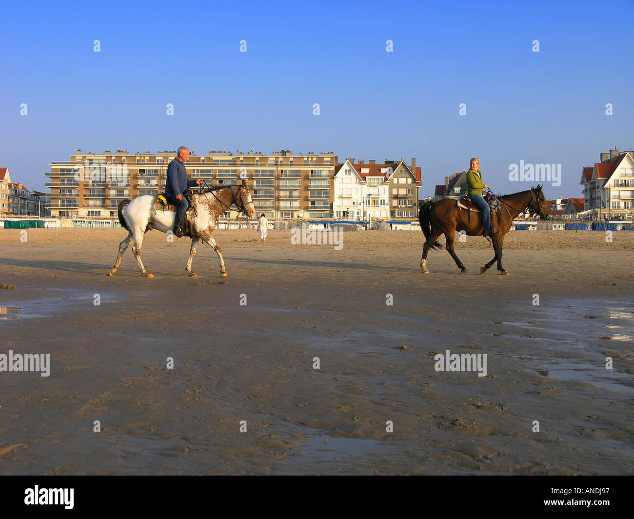 Pferd beac -Fotos und -Bildmaterial in hoher Auflösung – Alamy