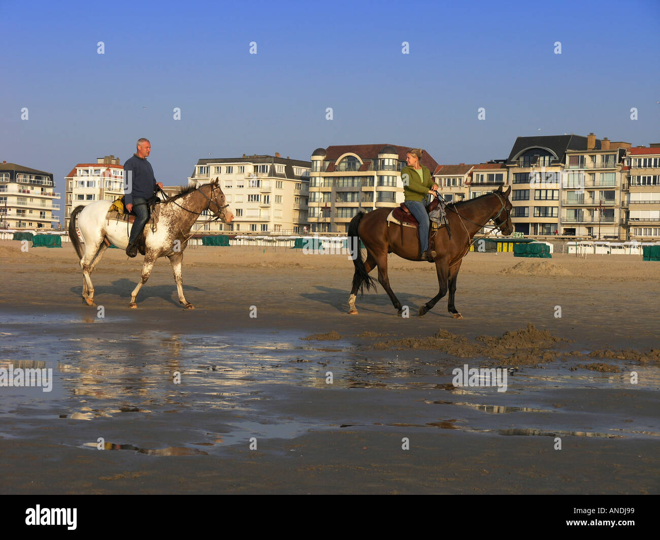 Pferd beac -Fotos und -Bildmaterial in hoher Auflösung – Alamy