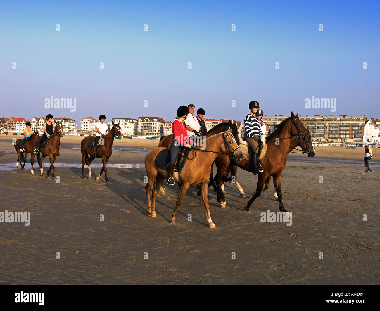 Pferd beac -Fotos und -Bildmaterial in hoher Auflösung – Alamy
