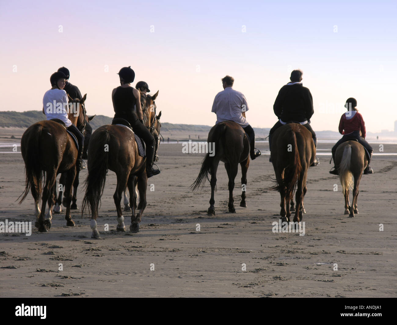 Pferd beac -Fotos und -Bildmaterial in hoher Auflösung – Alamy