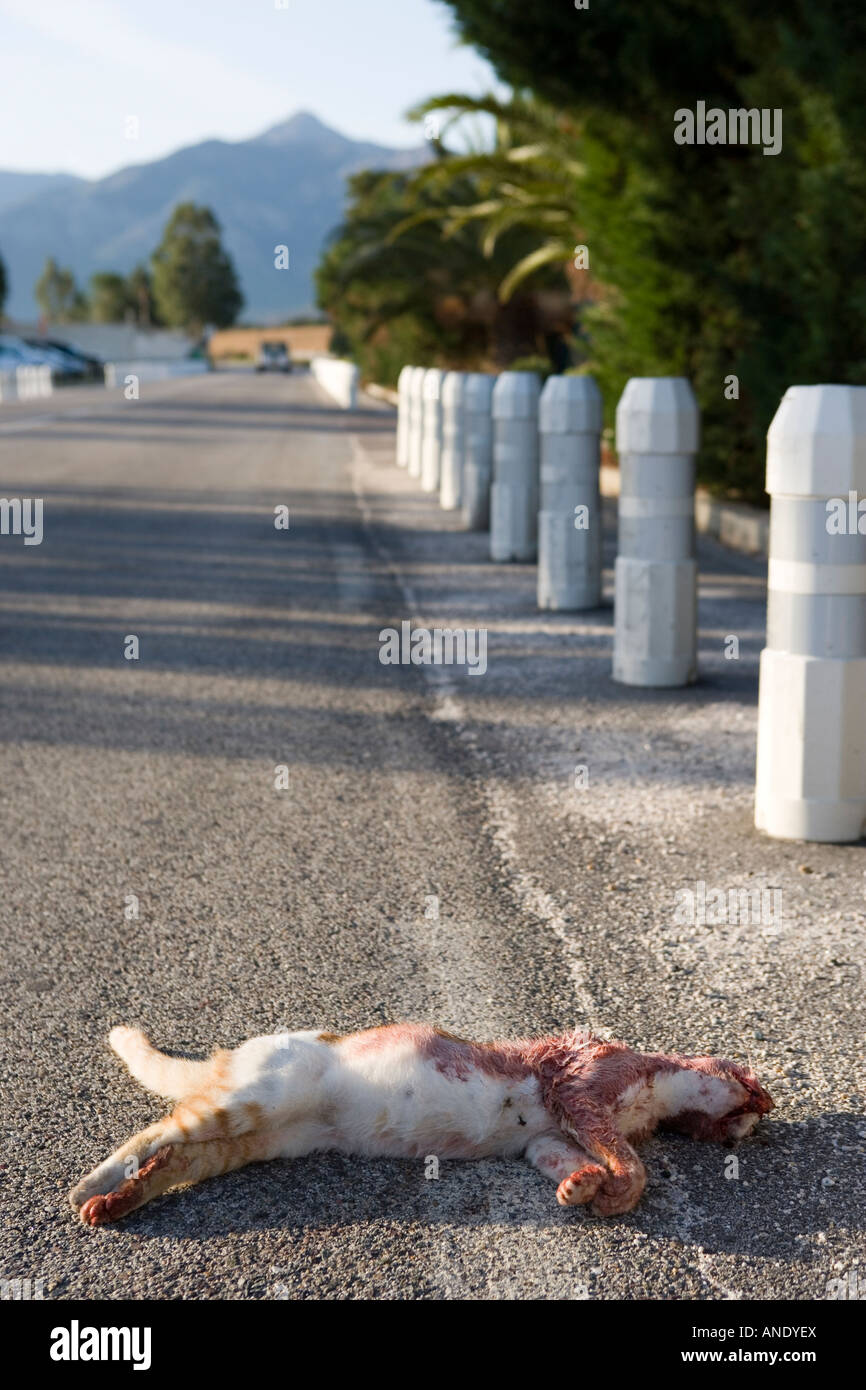 Cat roadkill -Fotos und -Bildmaterial in hoher Auflösung – Alamy