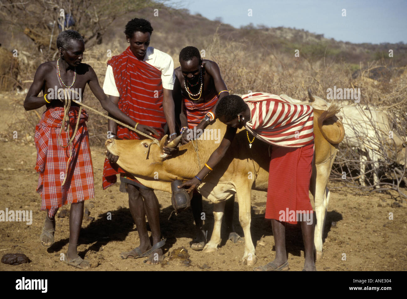 Bleeding cattle -Fotos und -Bildmaterial in hoher Auflösung – Alamy